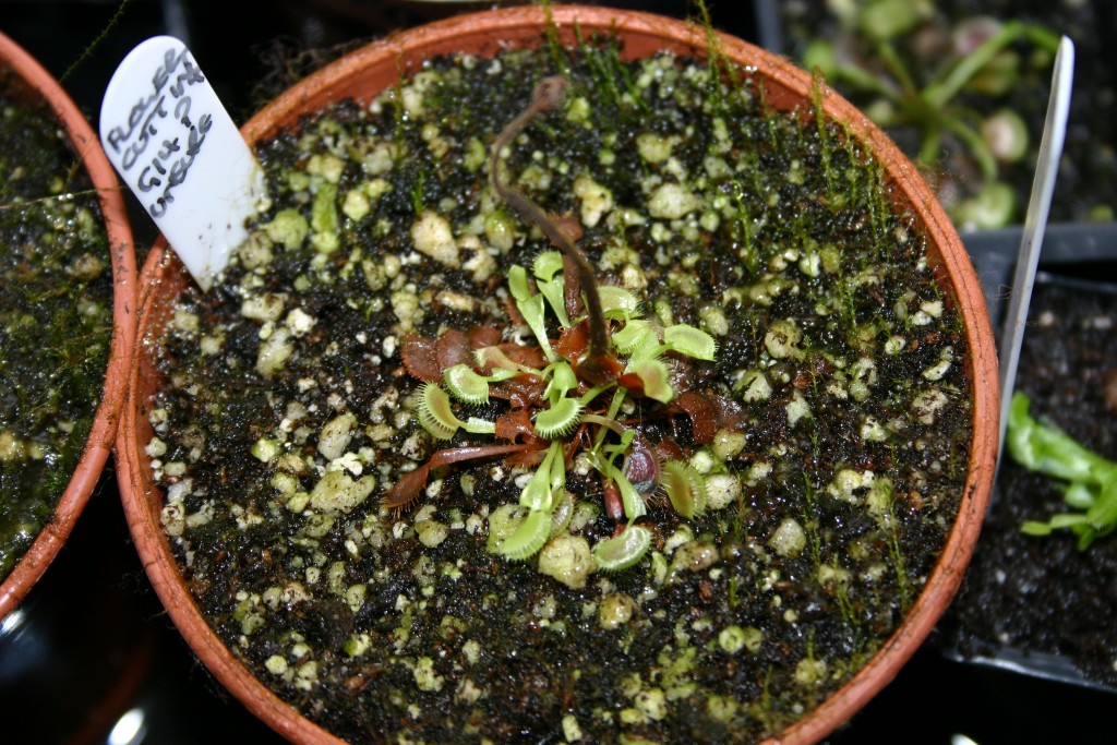 My VFT's - FlyTrapCare Forums
